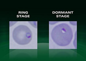 USF Health News Archives » USF study suggests dormant malaria parasites ...